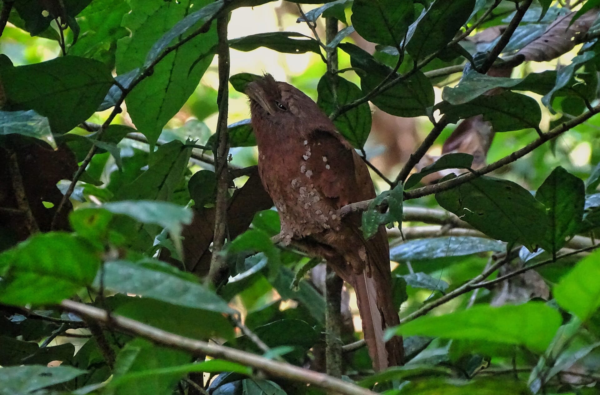 Homepage - Tropic Trails